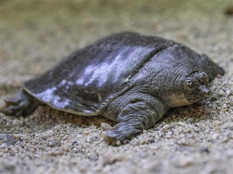 How Rare Is A Softshell Turtle