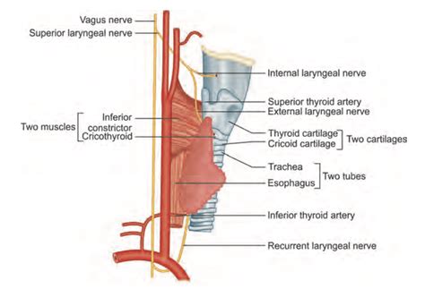 Medial Relations Of The Lateral Lobe Of The Thyroid Gland Rmedpathology