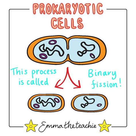 Binary Fission Is The Process By Which Bacterial Cells Divide To Make New Cells It Can