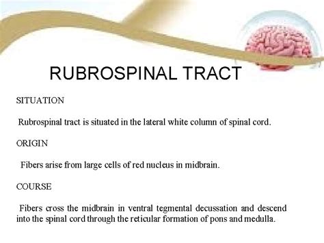 Tracts Of Spinal Cord Prepared By Dr Mini