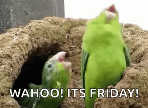 Funny Friday S