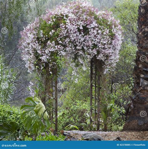 Jasmine Trellis Stock Image Image Of Archway Pink Leaves 42378885