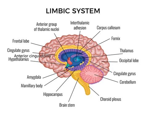 Limbic System Labeled A The Limbic System For Emotion B The