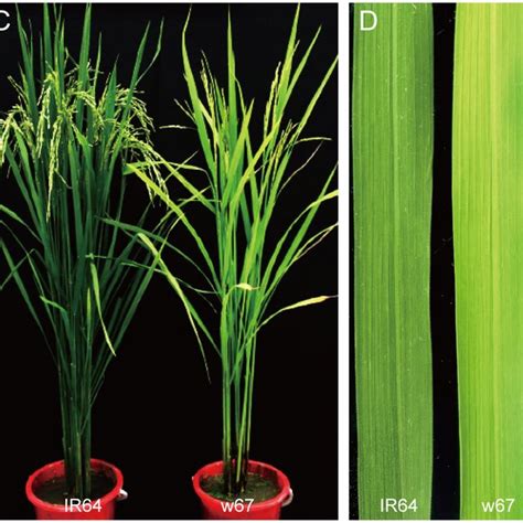 Phenotype of w67 mutant. A-C, phenotype of IR64 and w67, 5-day-old (A ...