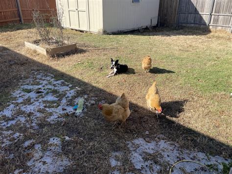 Puppers And Buffers Hanging Out In The Sun After A Week Of Ice In Texas