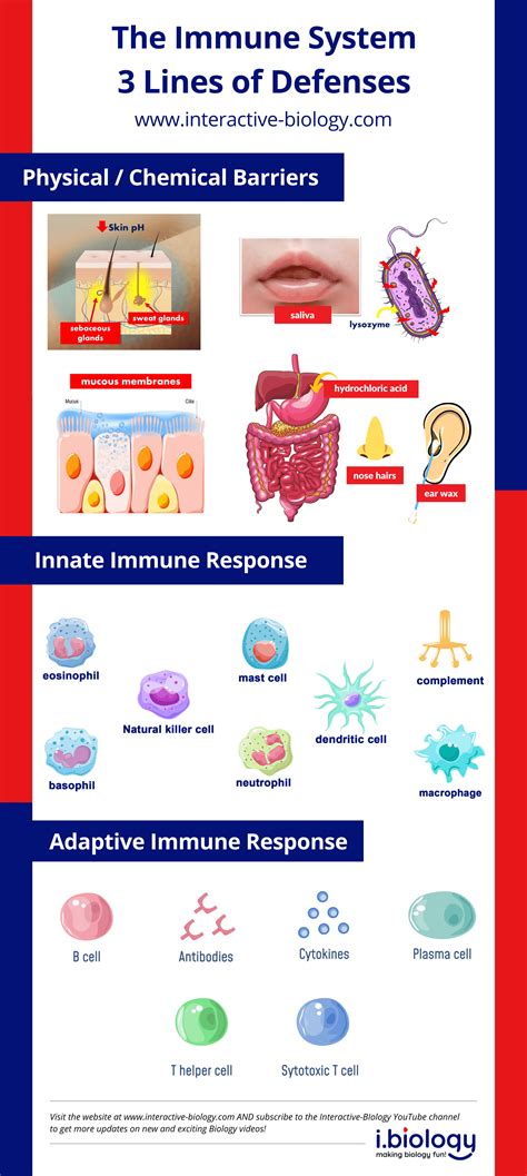 An Introduction To The Immune System Interactive Biology With Leslie Samuel