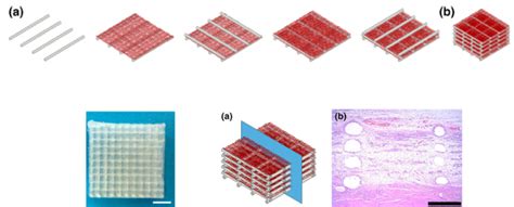 Complex Scaffold Design Laboratory For Biomaterials Research