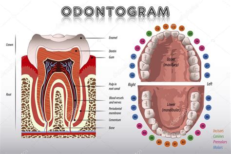 Tipos De Odontogramas
