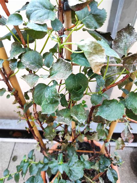 Dying Hydrangea Rplantclinic