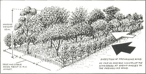 89 Trees As Windbreaks Windbreaks Wind Break Garden Windbreak Trees