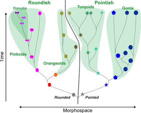 Res I P An Unprofessional Science And Other Things Blog Cladistics Vs Phylogenetics What