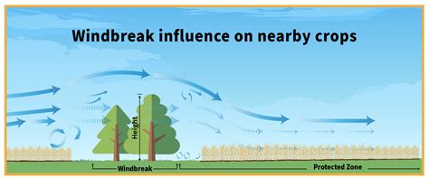 Can Windbreaks Increase Crop Yields Upper Big Blue Natural Resources District