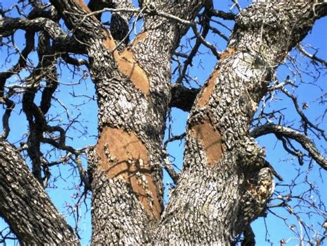 Identifying Oak Wilt In Toronto Heritage Tree Care Inc