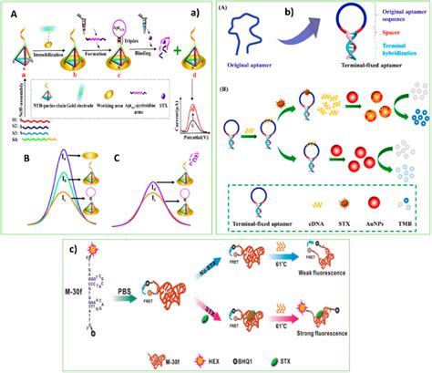 A Schematic Illustration Of The Electrochemical Aptasensor Based On