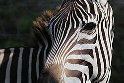 Grants Zebra Wikipedia