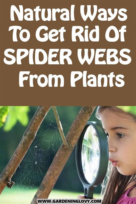 How To Remove Spider Webs From Plants 15 Useful Ways Artofit