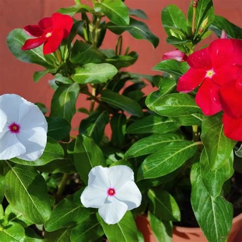 Cuidados Generales De La Vinca Rosea Artofit