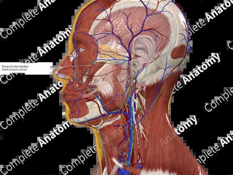 Preauricular Nodes Complete Anatomy