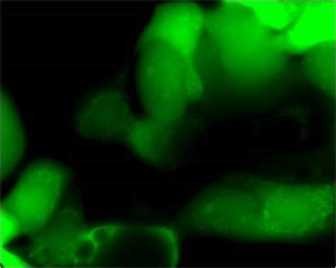 Celltrack Green Cmfda Abp Biosciences