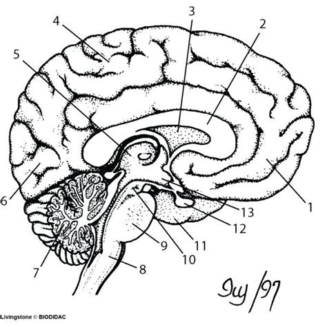 Psych Chapter 4 Diagram Quizlet