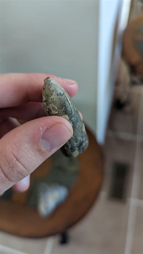 Need Help Id Ing This Fossil From Wyoming R Fossils