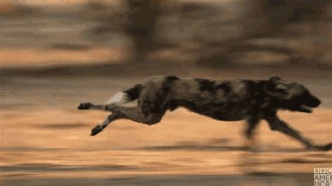 Wolves Running 