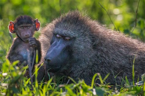 Tanzania Migration Wildebeest Calving And Predators In Focus 2026