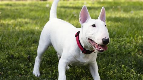 Miniature Bull Terrier Dog Breed Health And Care Petmd