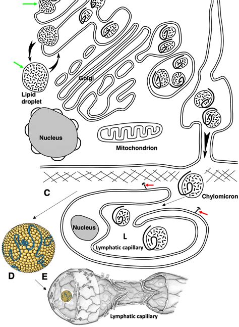 The Hypothetical Scheme Of The Lipid Transcytosis In Enterocyte Of The Download Scientific