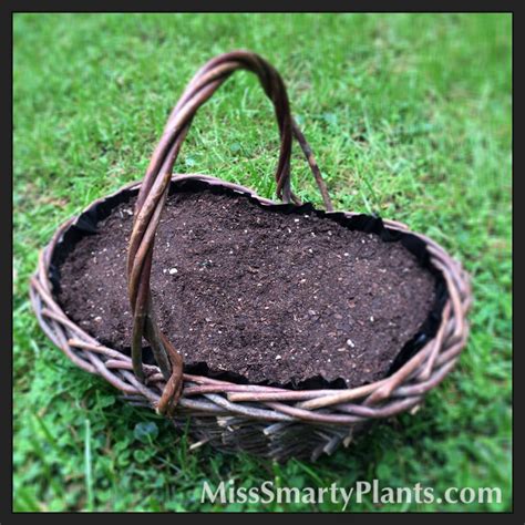 Grow Your Own Live Easter Baske Miss Smarty Plants