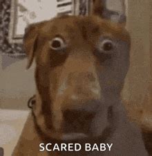 Scared Meme S Tenor