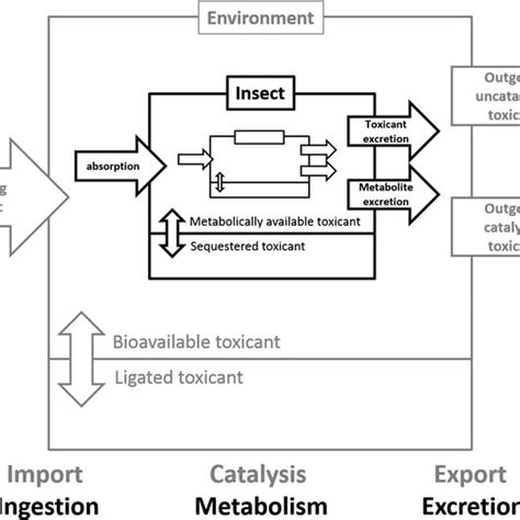 Conceptual Model Of The Nested Processes Of Transport Storage And Download Scientific Diagram