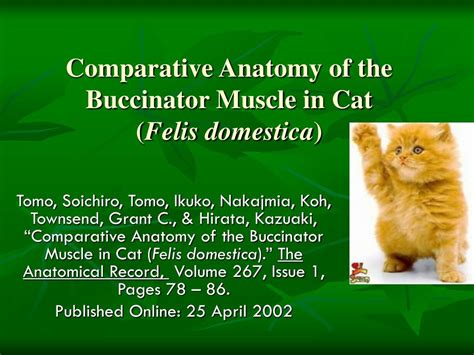 Masseter Muscle Cat