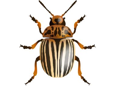 Beetle PNG Transparent Image Freepngdesign Com