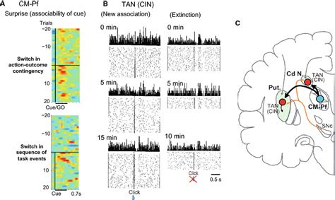 Contrasting Temporal Dynamics Of Responses After Unpredictable Switches