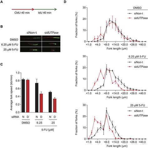 5 Fu Treatment Decreases Replication Fork Speed Which Is Enhanced By