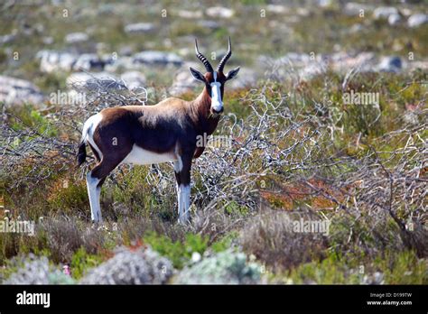 Endemic To South Africa The Bontebok Antelope Damaliscus Pygargus