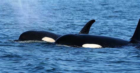 Why Do Killer Whales Migrate