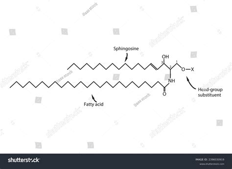 Diagram Showing Schematic Molecular Structure Ceramide Stock Vector