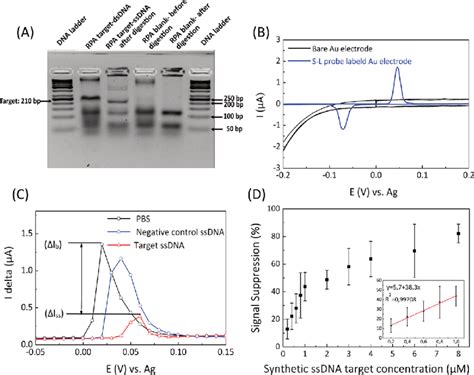 Gel Electrophoresis Image Of Rpa Products And E Dna Sensor
