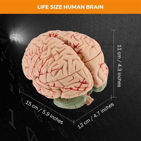 Diagrama De Anatomía Cerebral Etiquetado Vevor Anatomía Del Modelo