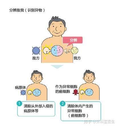 免疫细胞包括哪些细胞？ 知乎