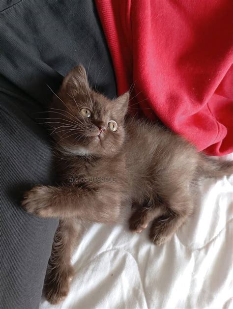 Британска късокосместа Британска късокосместа 2 месеца Мъжко Кафяв Котки продава Рус