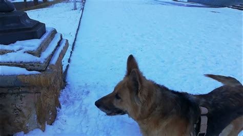 გერმანული ნაგაზი თოვლში თამაში Youtube