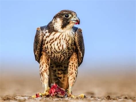 Juvenile Peregrine Falcon Young Peregrine Falcon