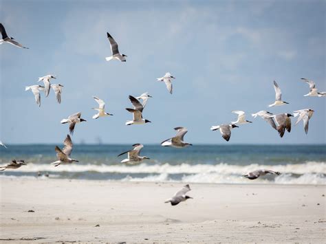 Do Seagulls Migrate All You Need To Know Birdfact