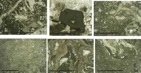 Microfossils From Shallow Water Clasts Inside The Coarse Grained Download Scientific Diagram