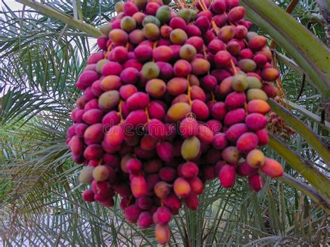 Date Palm With Dates Stock Image Image Of Delicious 279718599