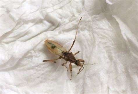 Assassin Bug From Vietnam What S That Bug