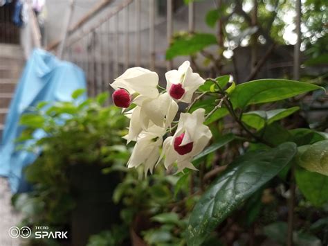 Tecno Spark Go Review Budget Smartphone With Upgraded Features Gizmo Manila